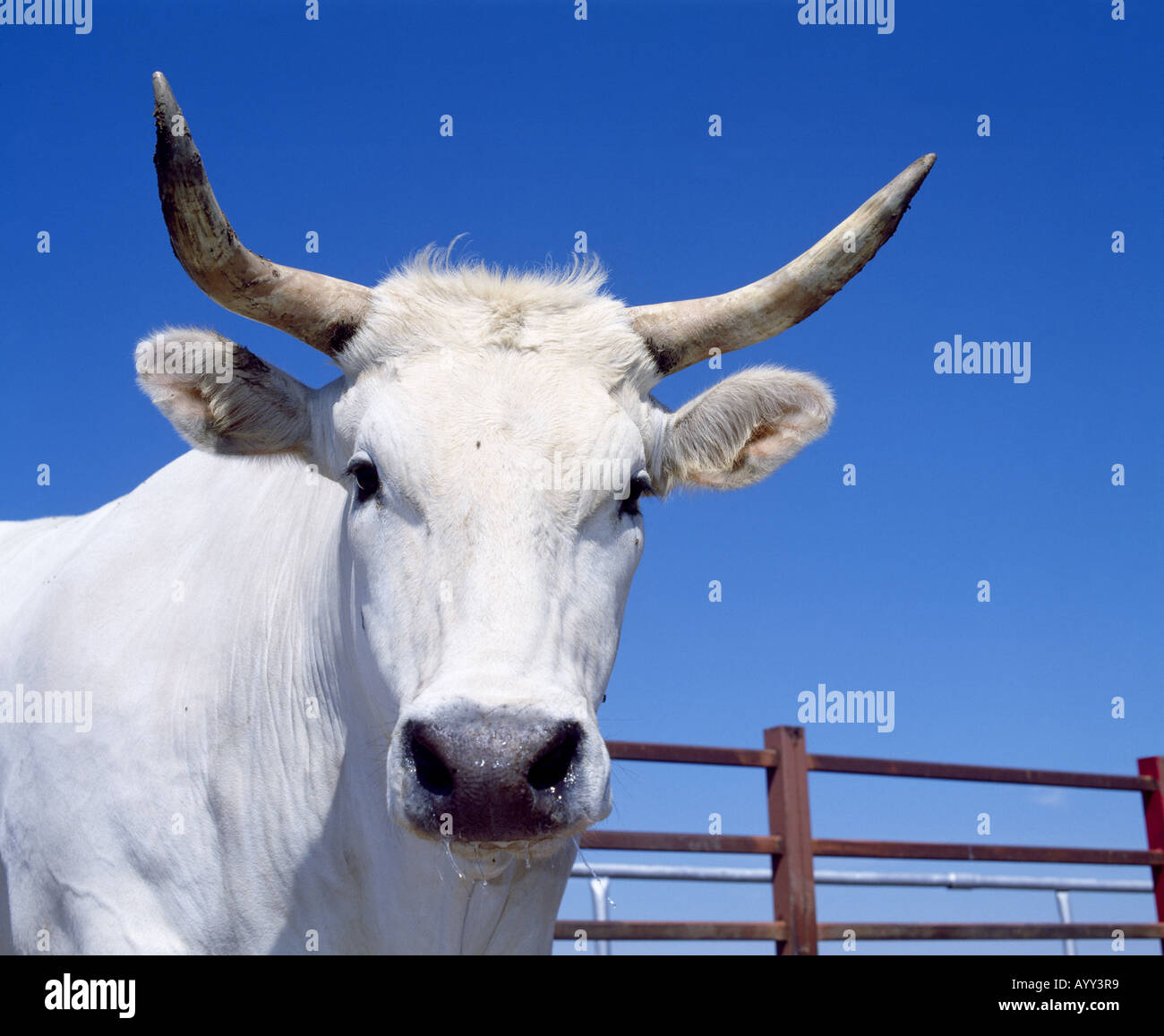 Chianina bull -Fotos und -Bildmaterial in hoher Auflösung – Alamy