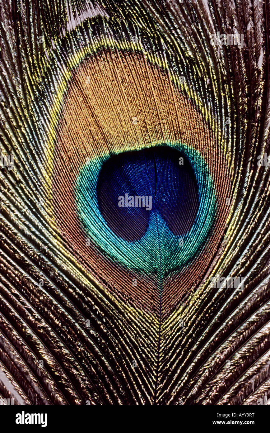 Die pfauenfeder -Fotos und -Bildmaterial in hoher Auflösung – Alamy