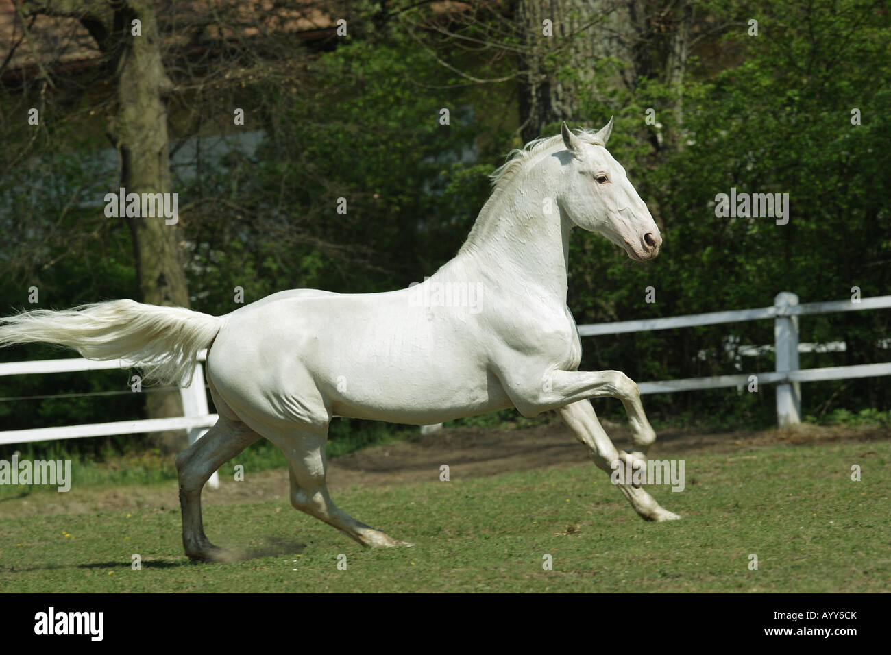 Kladruber horse meadow -Fotos und -Bildmaterial in hoher Auflösung – Alamy