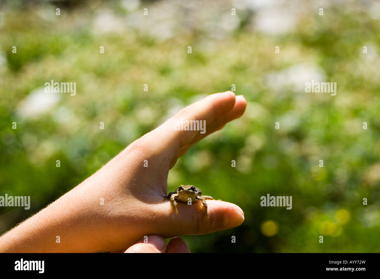 Frosch hand -Fotos und -Bildmaterial in hoher Auflösung – Alamy