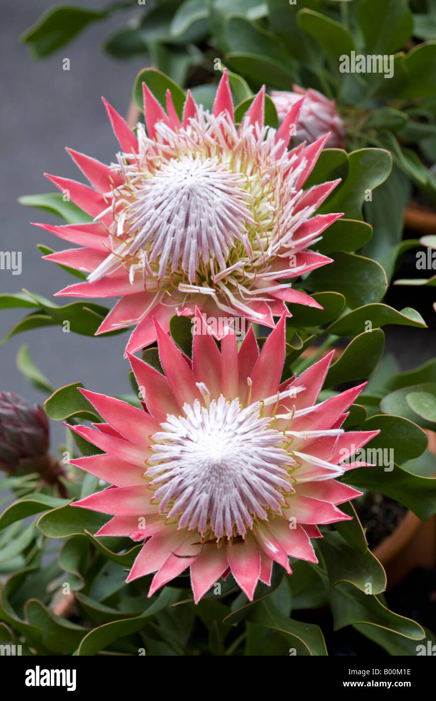 Protea cynaroides little prince -Fotos und -Bildmaterial in hoher ...