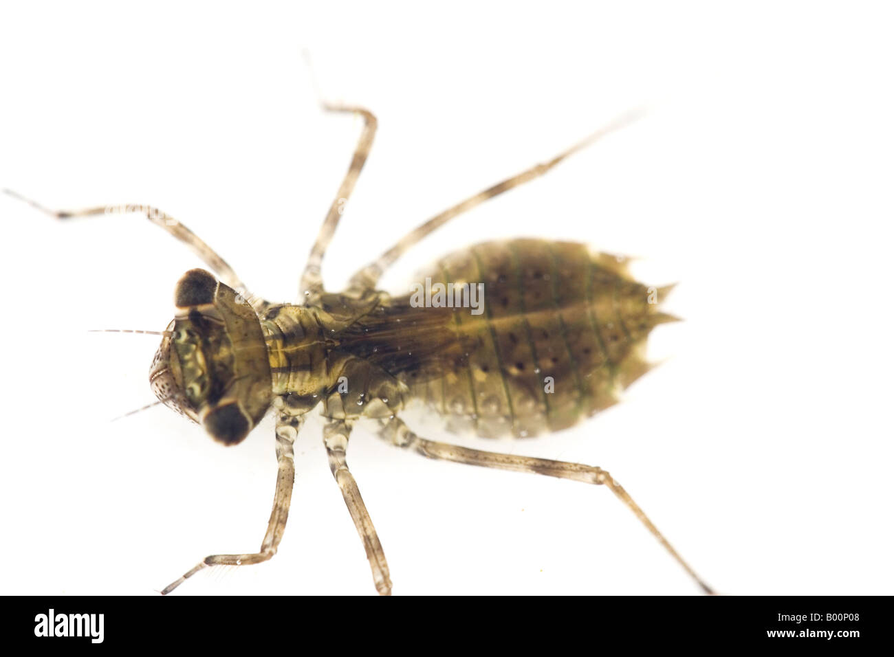 Libelle larve wasser -Fotos und -Bildmaterial in hoher Auflösung – Alamy