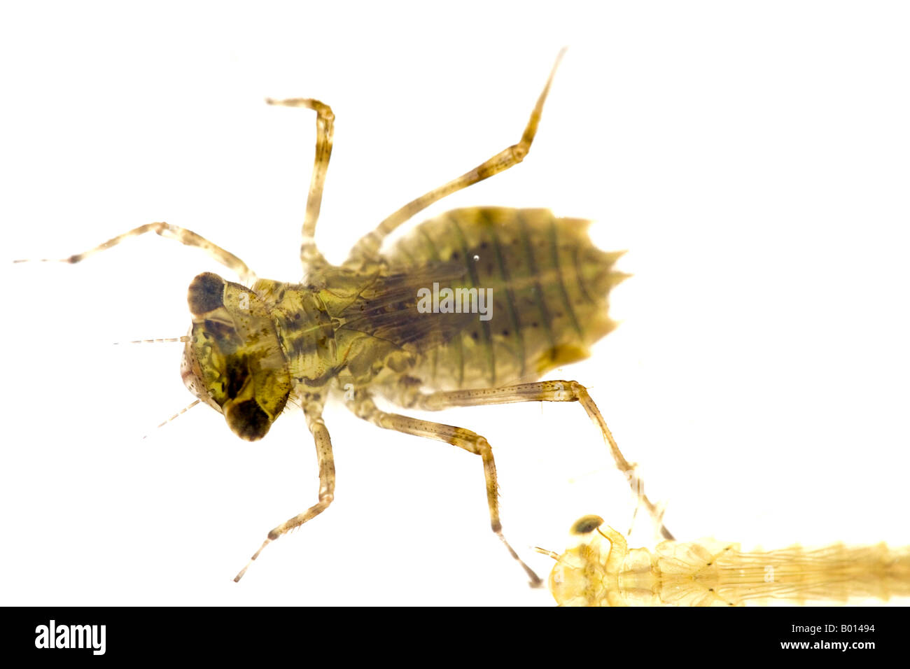 Libelle larve wasser -Fotos und -Bildmaterial in hoher Auflösung – Alamy