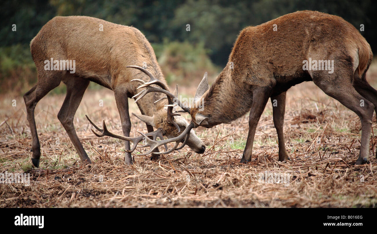 Rotwild brut jung -Fotos und -Bildmaterial in hoher Auflösung – Alamy
