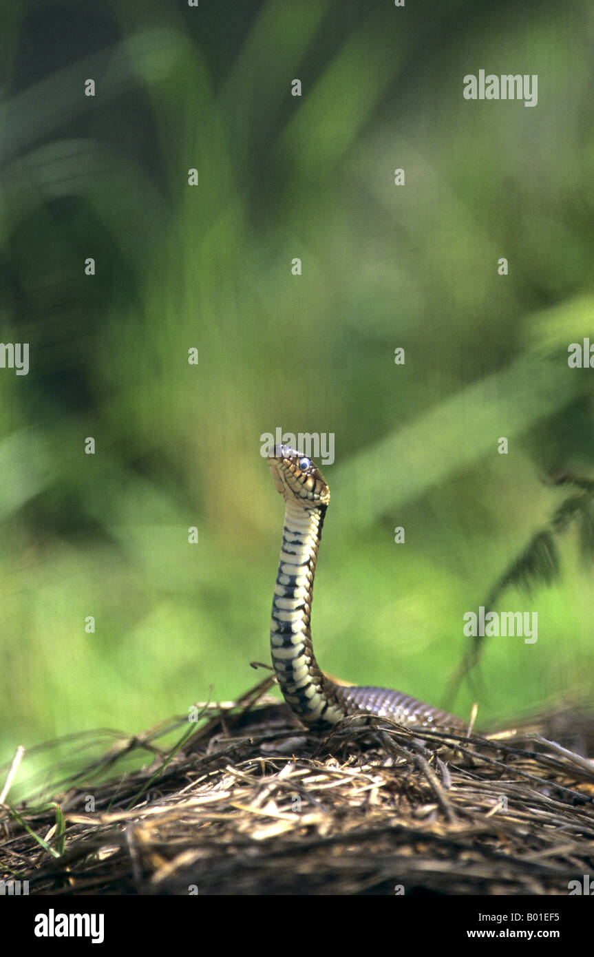 Ringelnatter Natrix natrix Stockfotografie - Alamy
