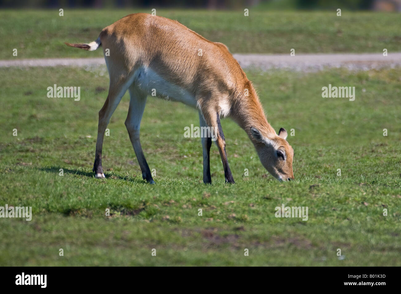 Lechwe Antilope Stockfotos und -bilder Kaufen - Alamy