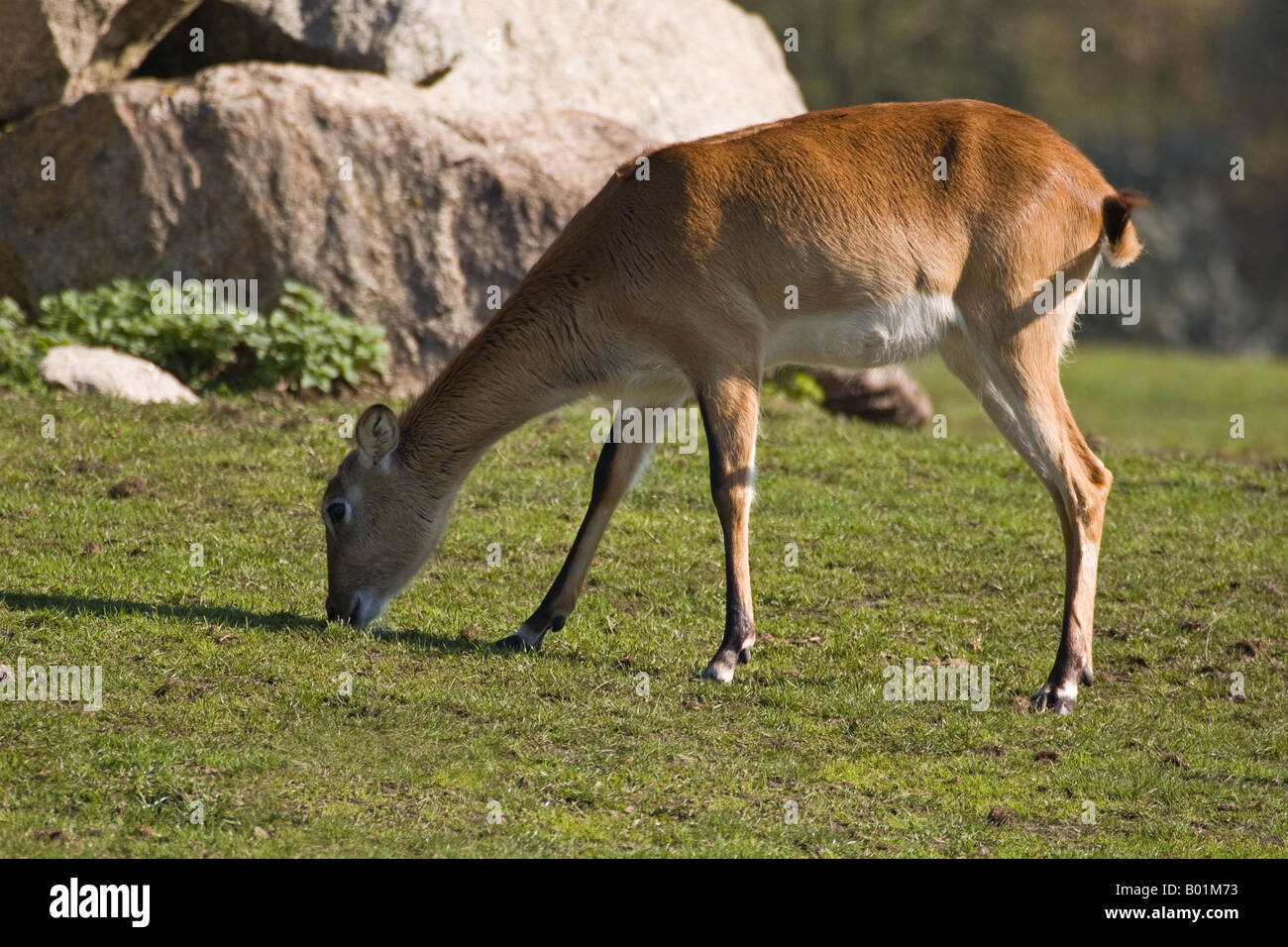 Lechwe Antilope Stockfotos und -bilder Kaufen - Alamy