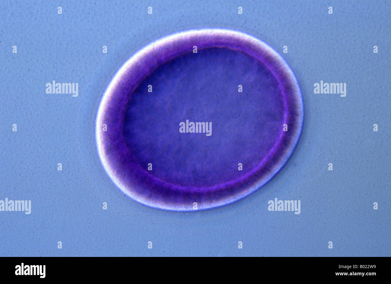 Seestern anatomie -Fotos und -Bildmaterial in hoher Auflösung – Alamy