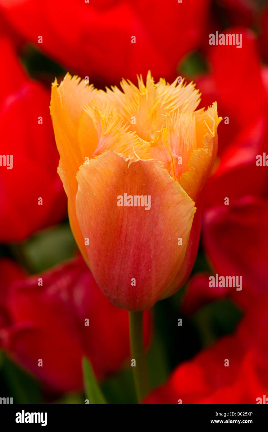 Blume tulpe liliaceae -Fotos und -Bildmaterial in hoher Auflösung – Alamy