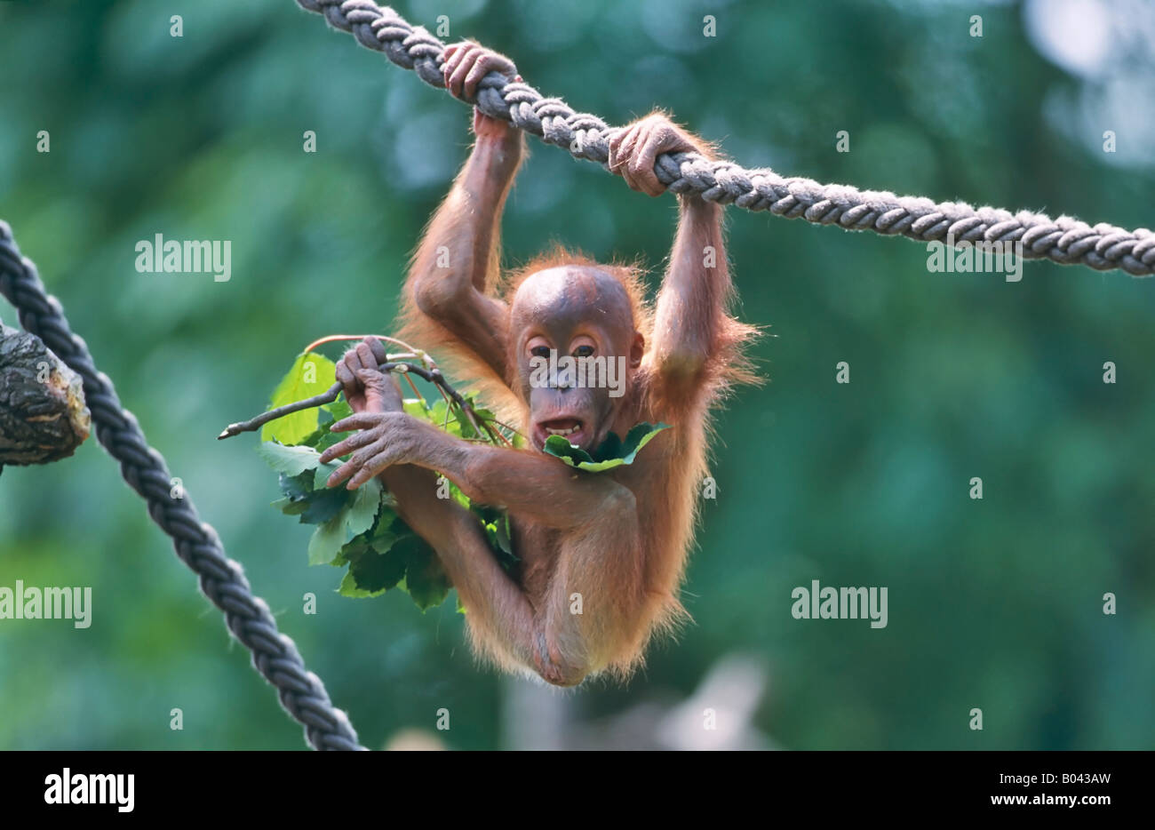 Sumatra affe -Fotos und -Bildmaterial in hoher Auflösung – Alamy