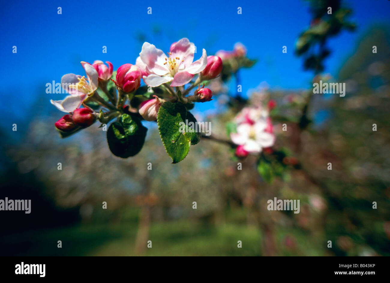 Malus spec domestica -Fotos und -Bildmaterial in hoher Auflösung – Alamy