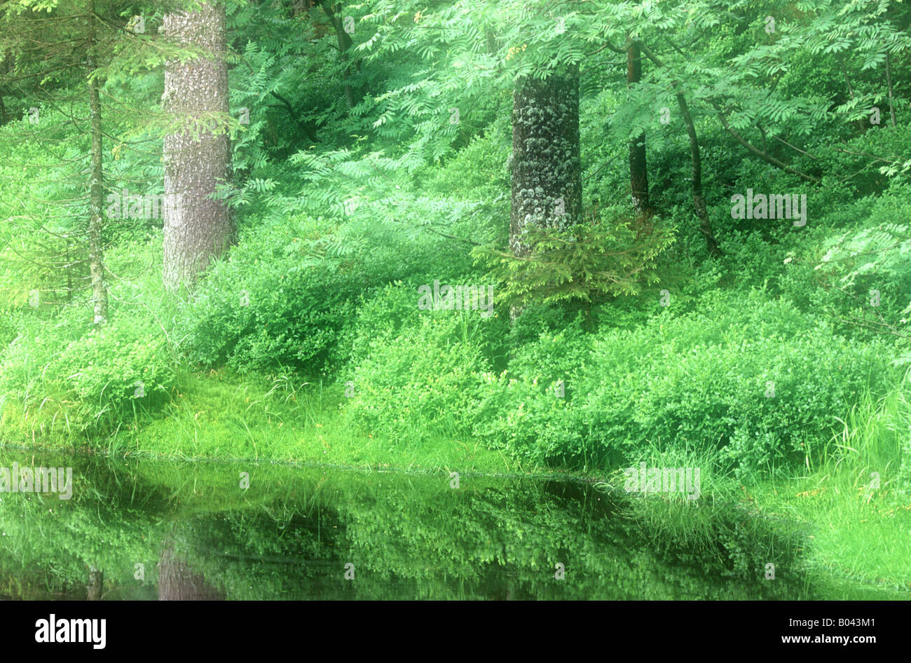 Fichten picea abies -Fotos und -Bildmaterial in hoher Auflösung – Alamy