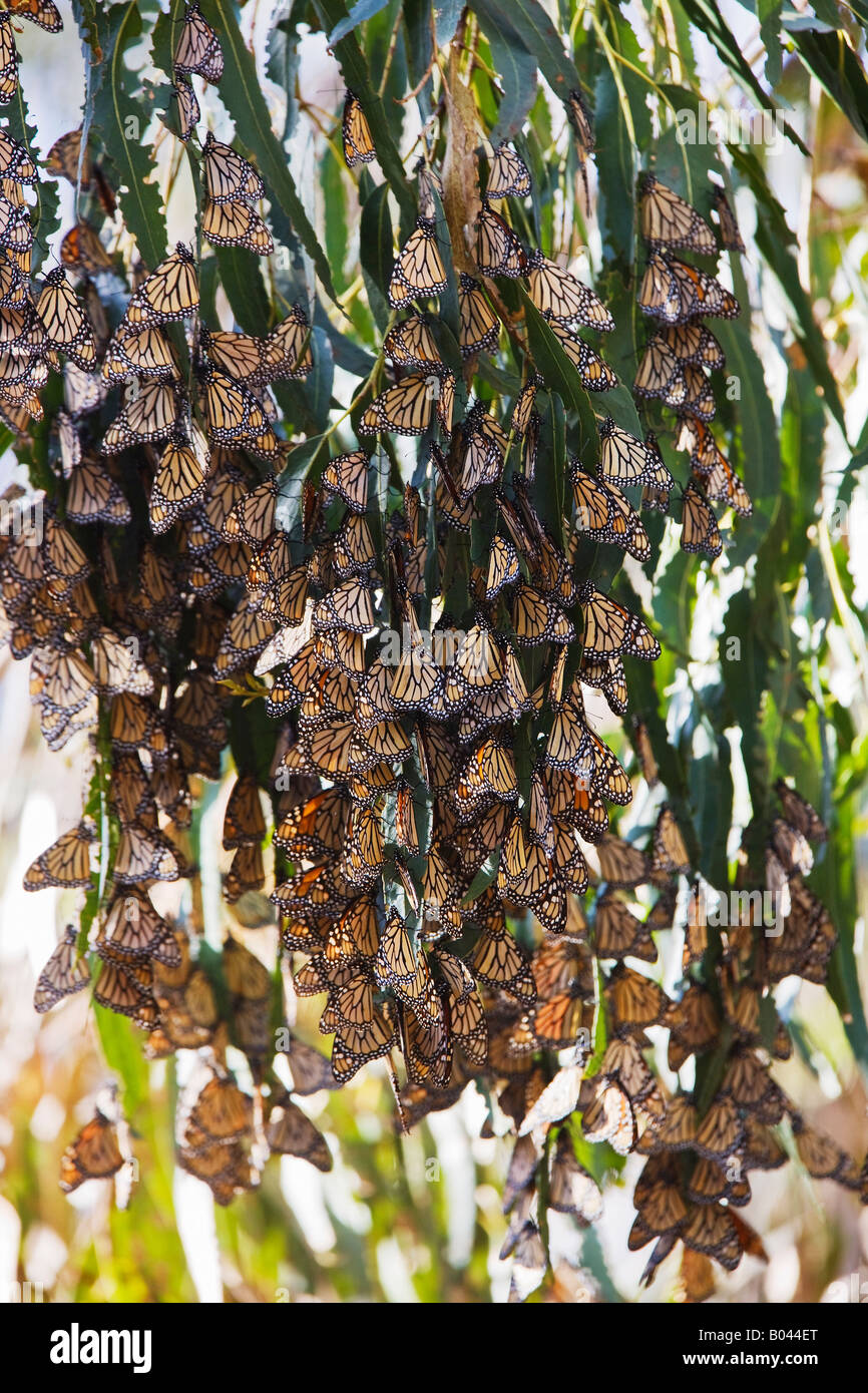 Monarchfalter schwarm -Fotos und -Bildmaterial in hoher Auflösung – Alamy