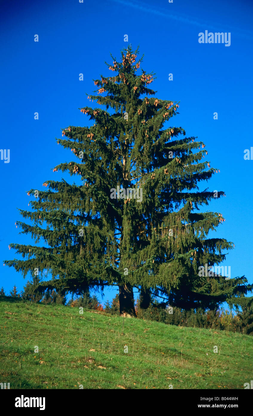 Norwegen fichten picea abies -Fotos und -Bildmaterial in hoher ...