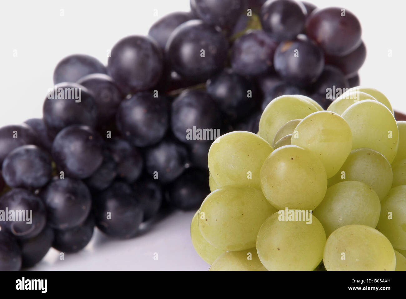 blaue und grüne Trauben, Rebe, Weinrebe (Vitis Vinifera Stockfotografie ...