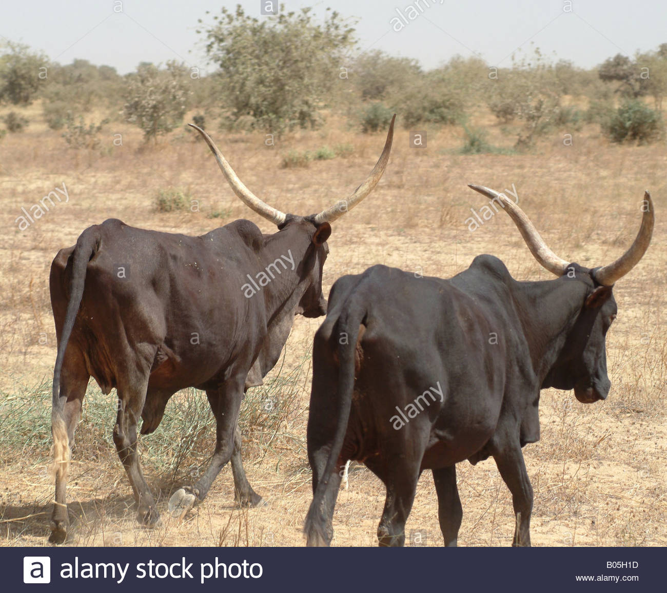 African Cows Desert North Africa Stockfotos und -bilder Kaufen - Alamy
