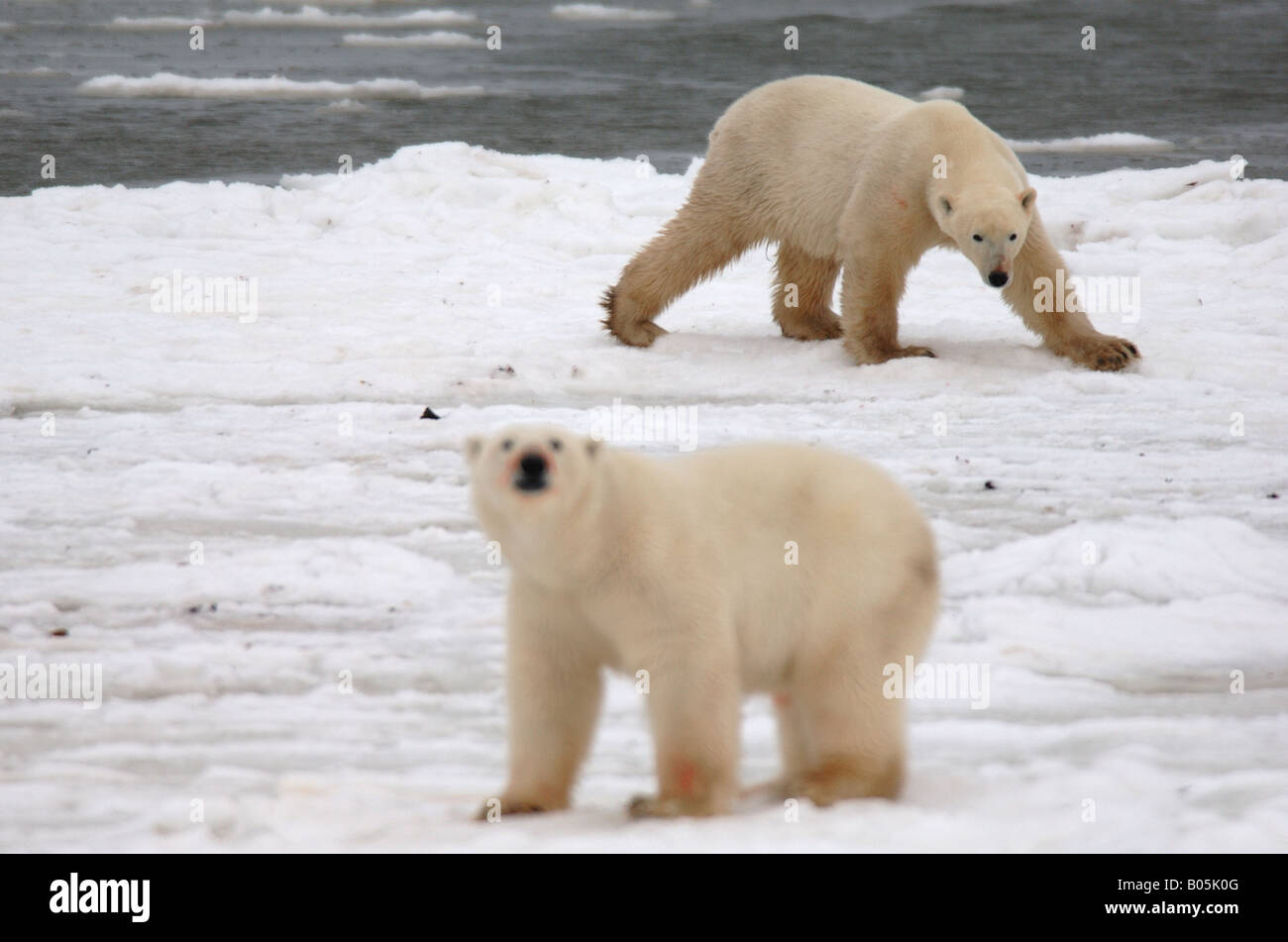 Karibu kadaver -Fotos und -Bildmaterial in hoher Auflösung – Alamy