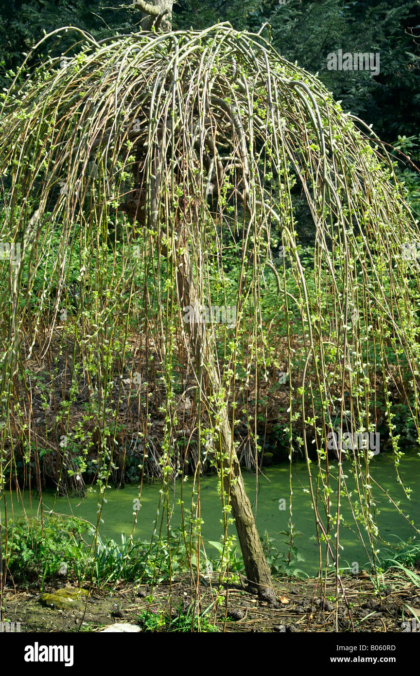 Weidenbaum Garten Stockfotos und -bilder Kaufen - Alamy
