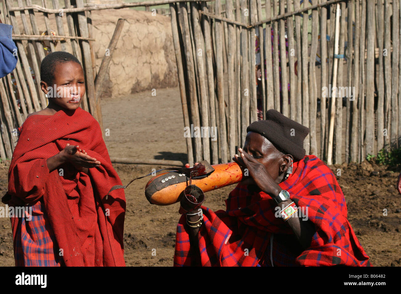 Bleeding cattle -Fotos und -Bildmaterial in hoher Auflösung – Alamy