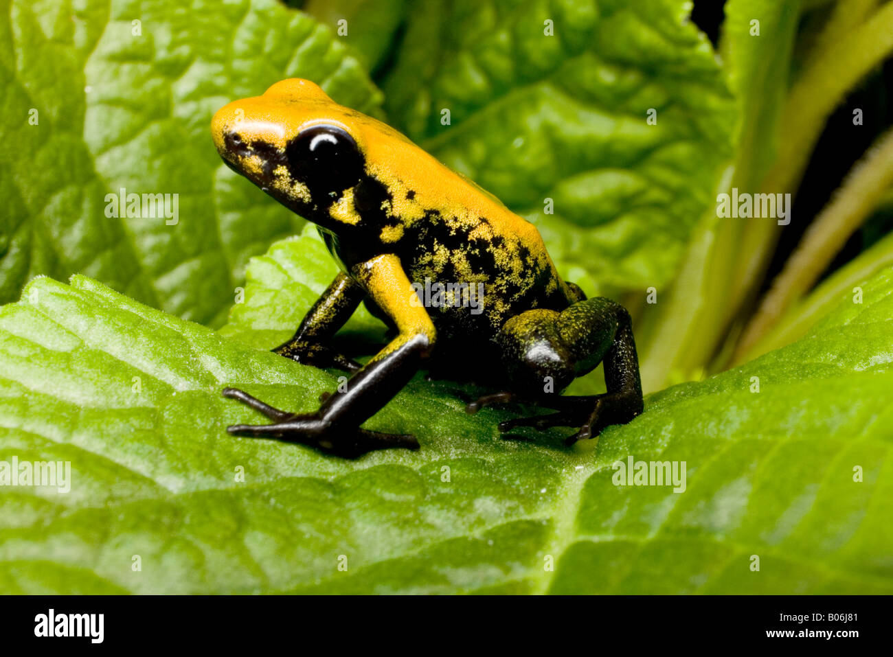 Pfeilgiftfrosch (Phyllobates bicolor), Kolumbien Stockfotografie - Alamy