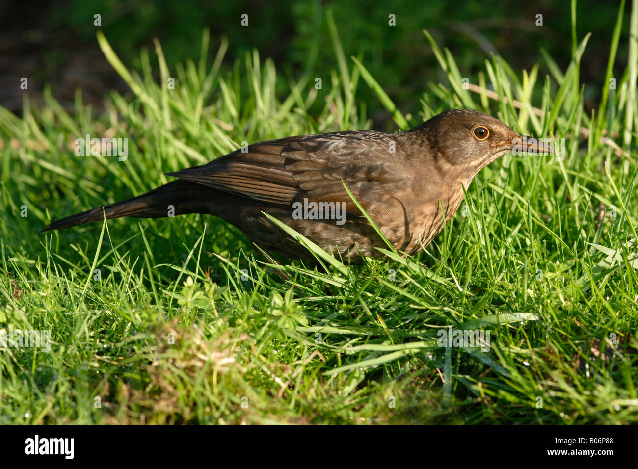 Weibliche Amsel im Rasen (Turdus Merula), England, UK Stockfotografie ...