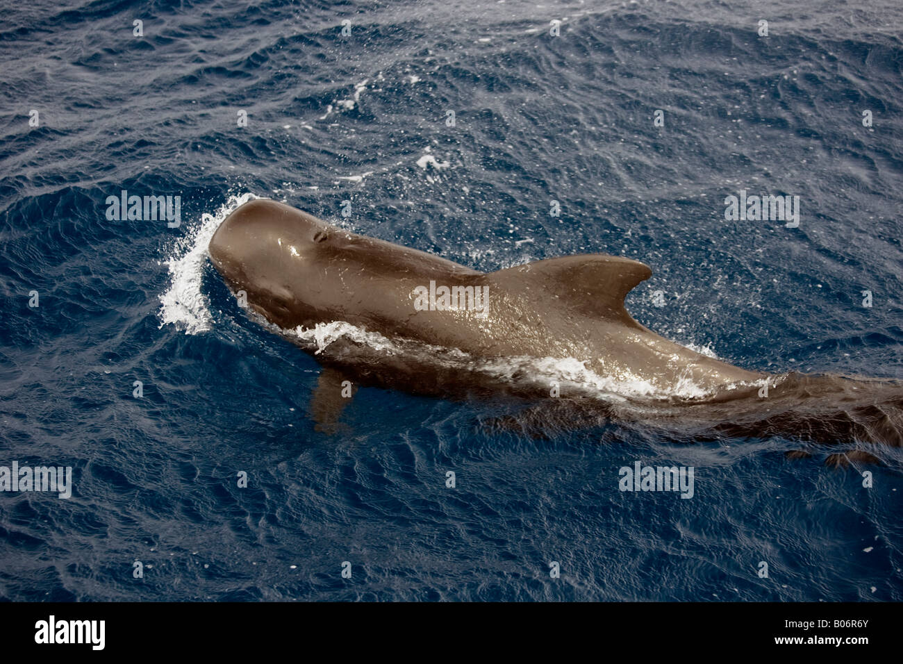 Shortfinned pilot whale -Fotos und -Bildmaterial in hoher Auflösung – Alamy