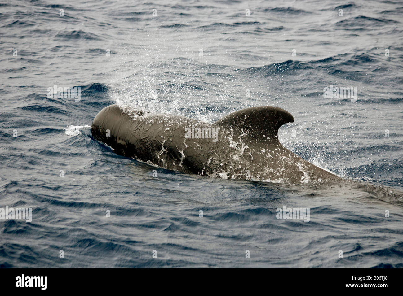 Kurzer finned Pilotwal Malediven Globicephala Macrorhynchus Belag ...