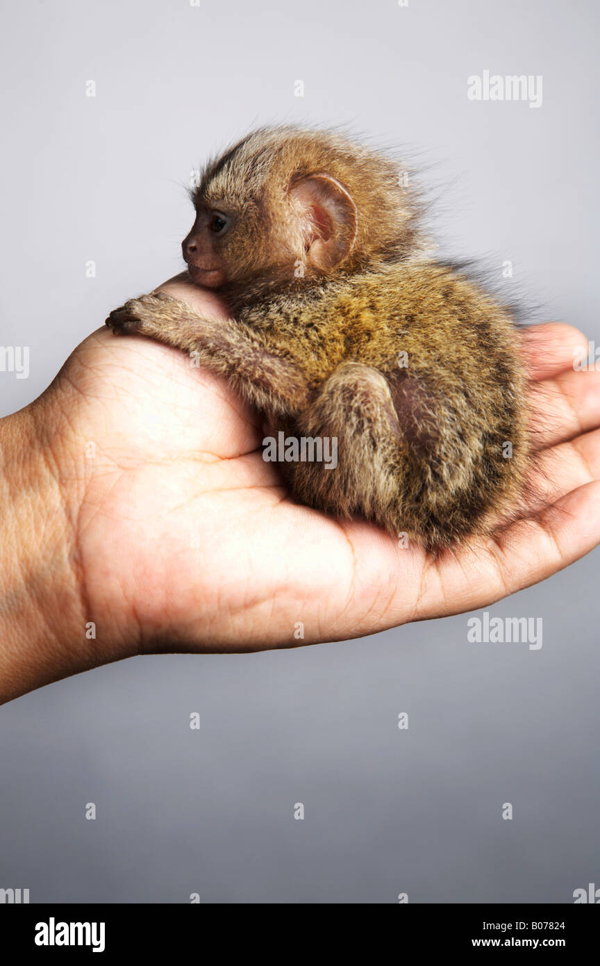 Pygmy marmoset hand -Fotos und -Bildmaterial in hoher Auflösung – Alamy