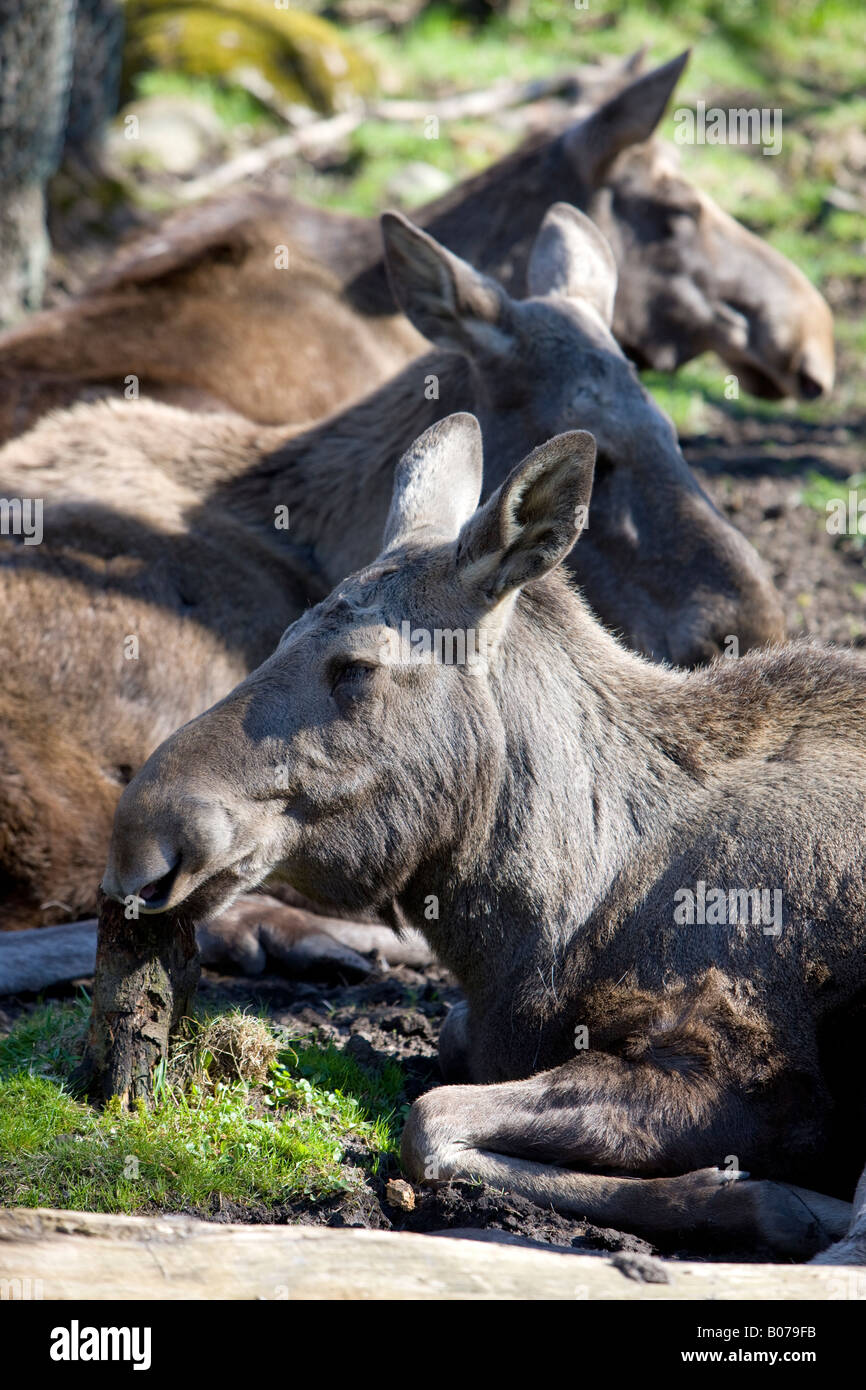 Elch männchen und weibchen -Fotos und -Bildmaterial in hoher Auflösung ...