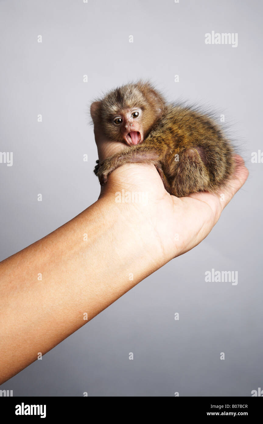 Pygmy marmoset hand -Fotos und -Bildmaterial in hoher Auflösung – Alamy