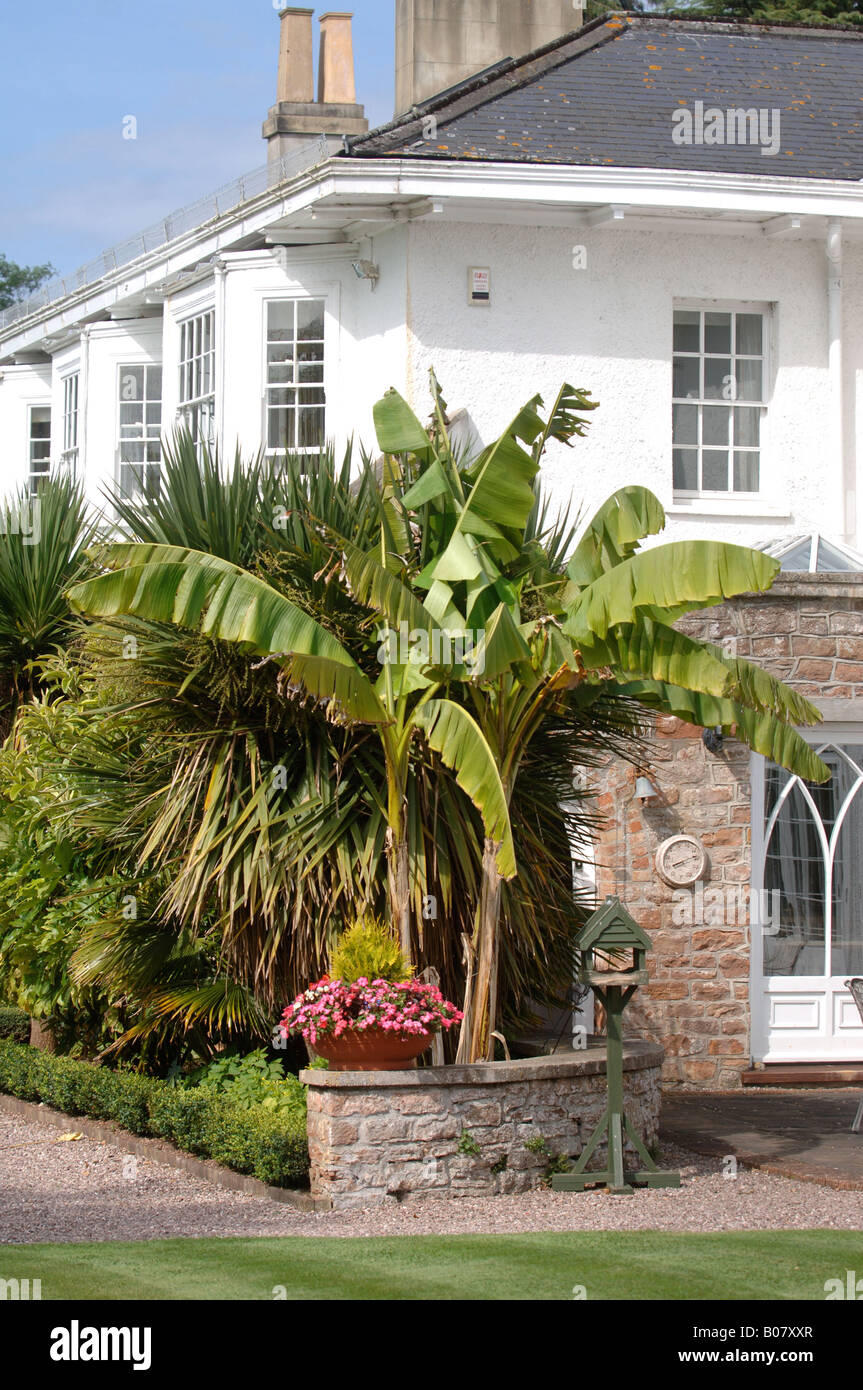 EINE BANANENBAUM WÄCHST IN A WESTLICH VON ENGLAND GARTEN UK ...