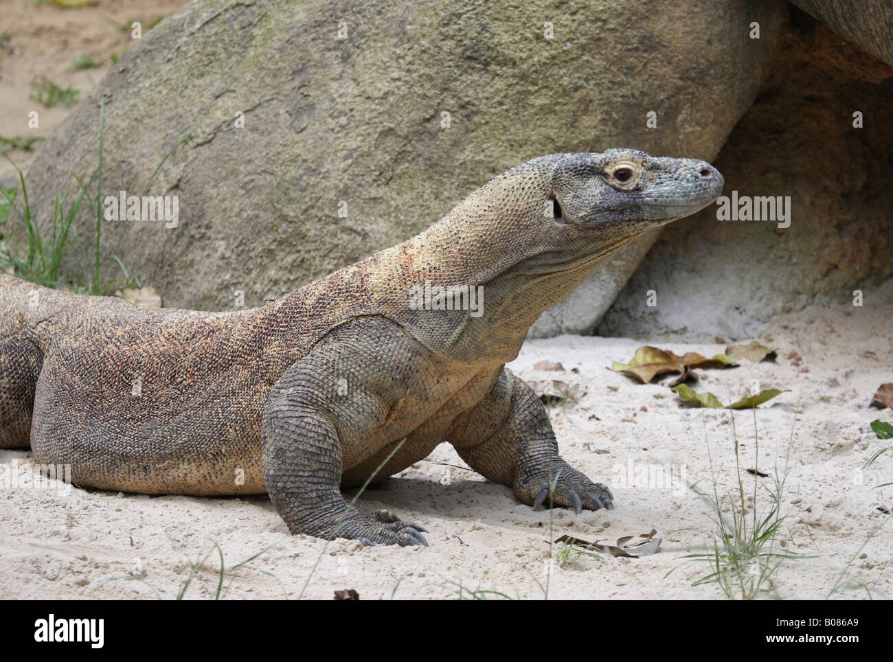 Komodo waran -Fotos und -Bildmaterial in hoher Auflösung – Alamy
