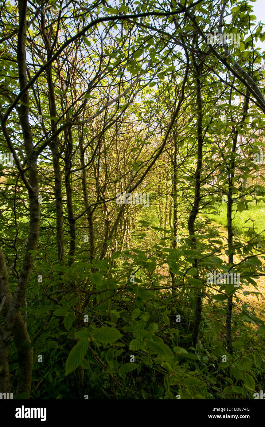 Fagus Sylvatica Hedge Stockfotos und -bilder Kaufen - Alamy