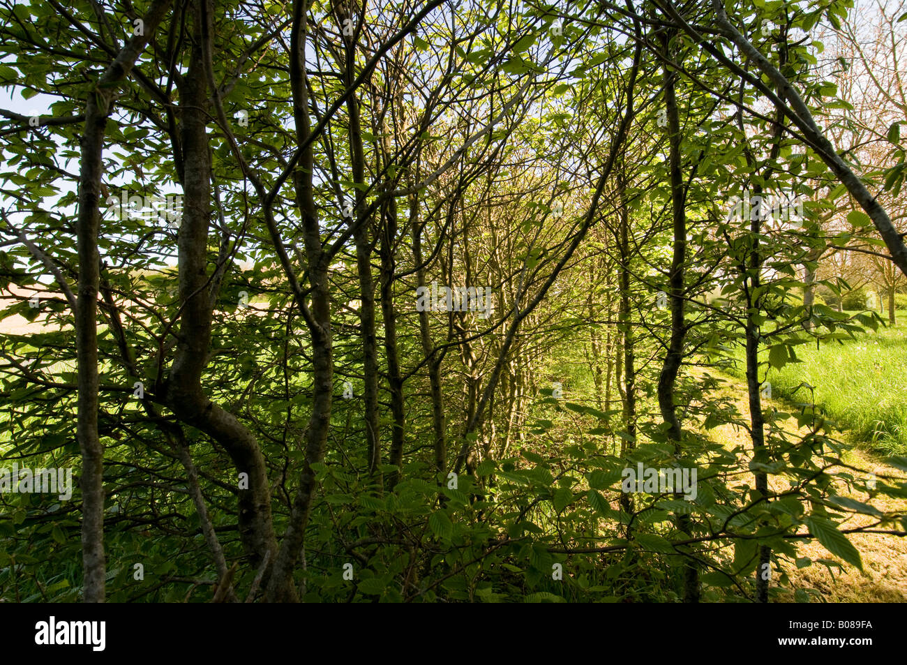 Fagus Sylvatica Hedge Stockfotos und -bilder Kaufen - Alamy