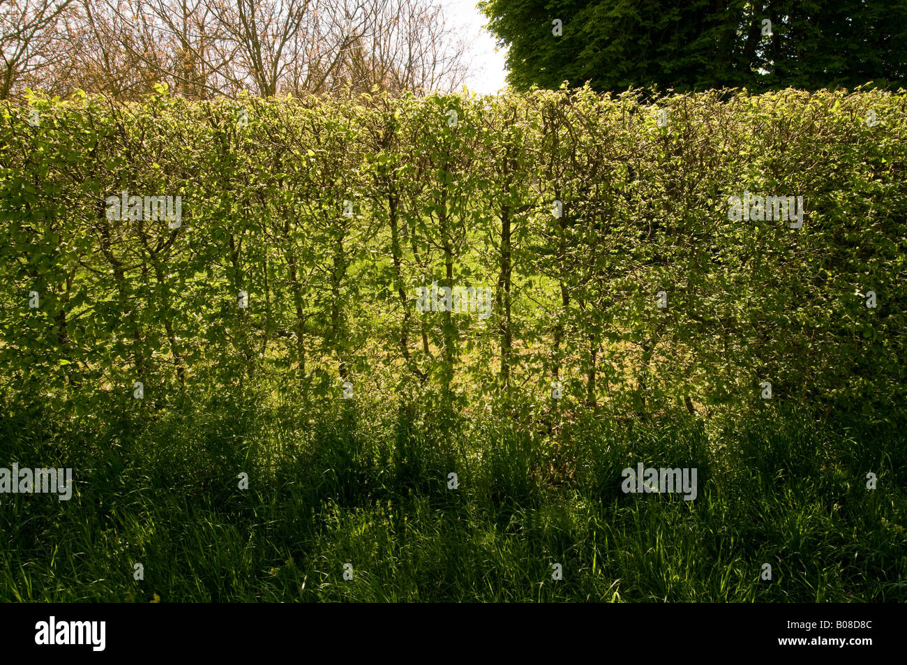 Fagus sylvatica hedge -Fotos und -Bildmaterial in hoher Auflösung – Alamy