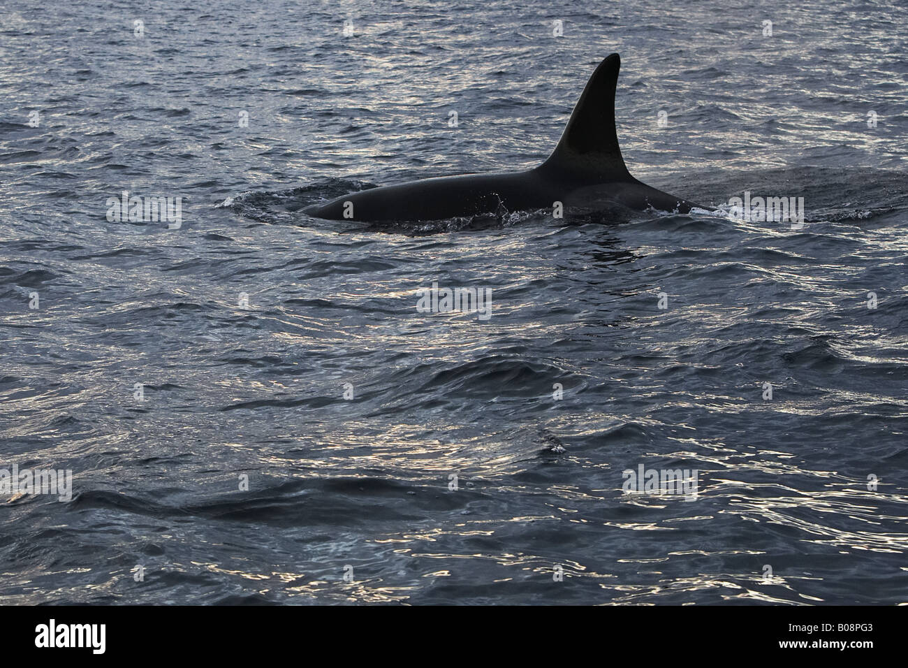 Lohmann delphine -Fotos und -Bildmaterial in hoher Auflösung – Alamy