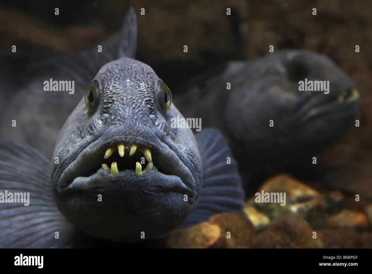 Atlantic Katfisch, Katfisch, Katze Fisch, Wels (Anarhichas Lupus ...