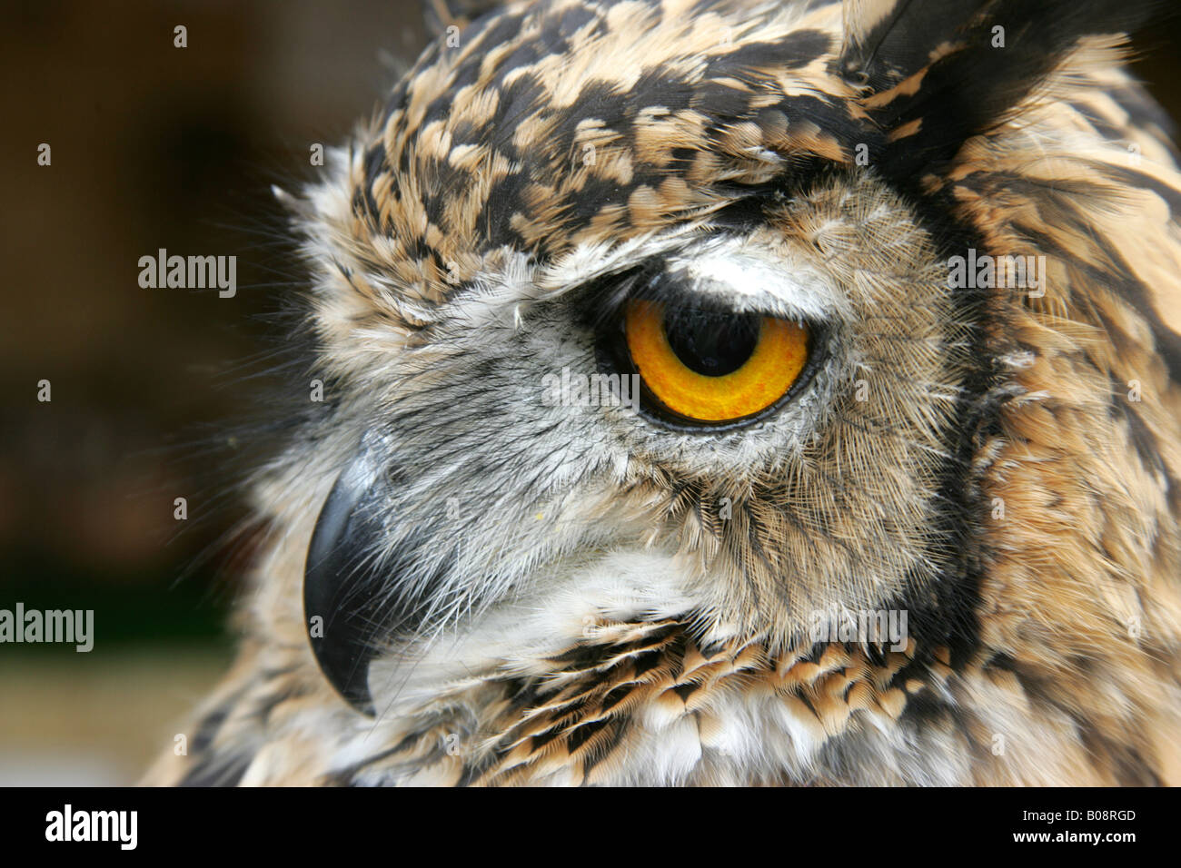 EULE KOPF AUGEN GESICHT SCHNABEL VOGEL RAPTOR ZWEI STARE STARRTE ...