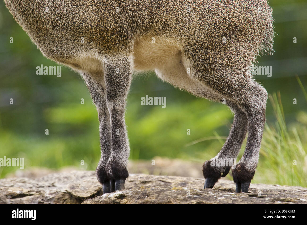 Klippspringer (Oreotragus Oreotragus), stehend auf den Spitzen der Hufe ...