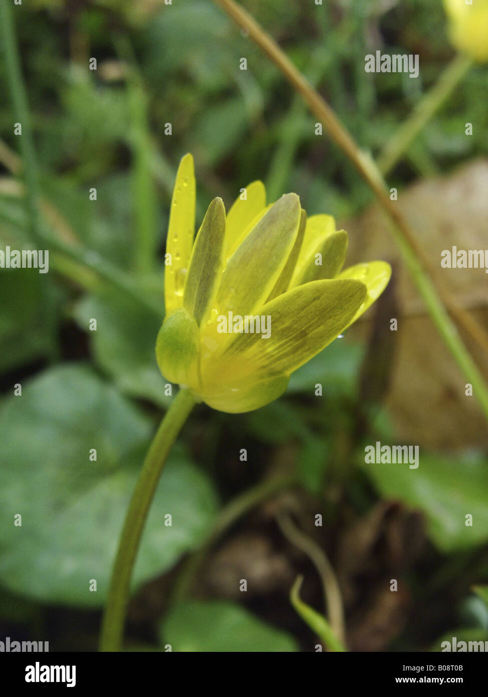 Ranunculus ficarioides -Fotos und -Bildmaterial in hoher Auflösung – Alamy
