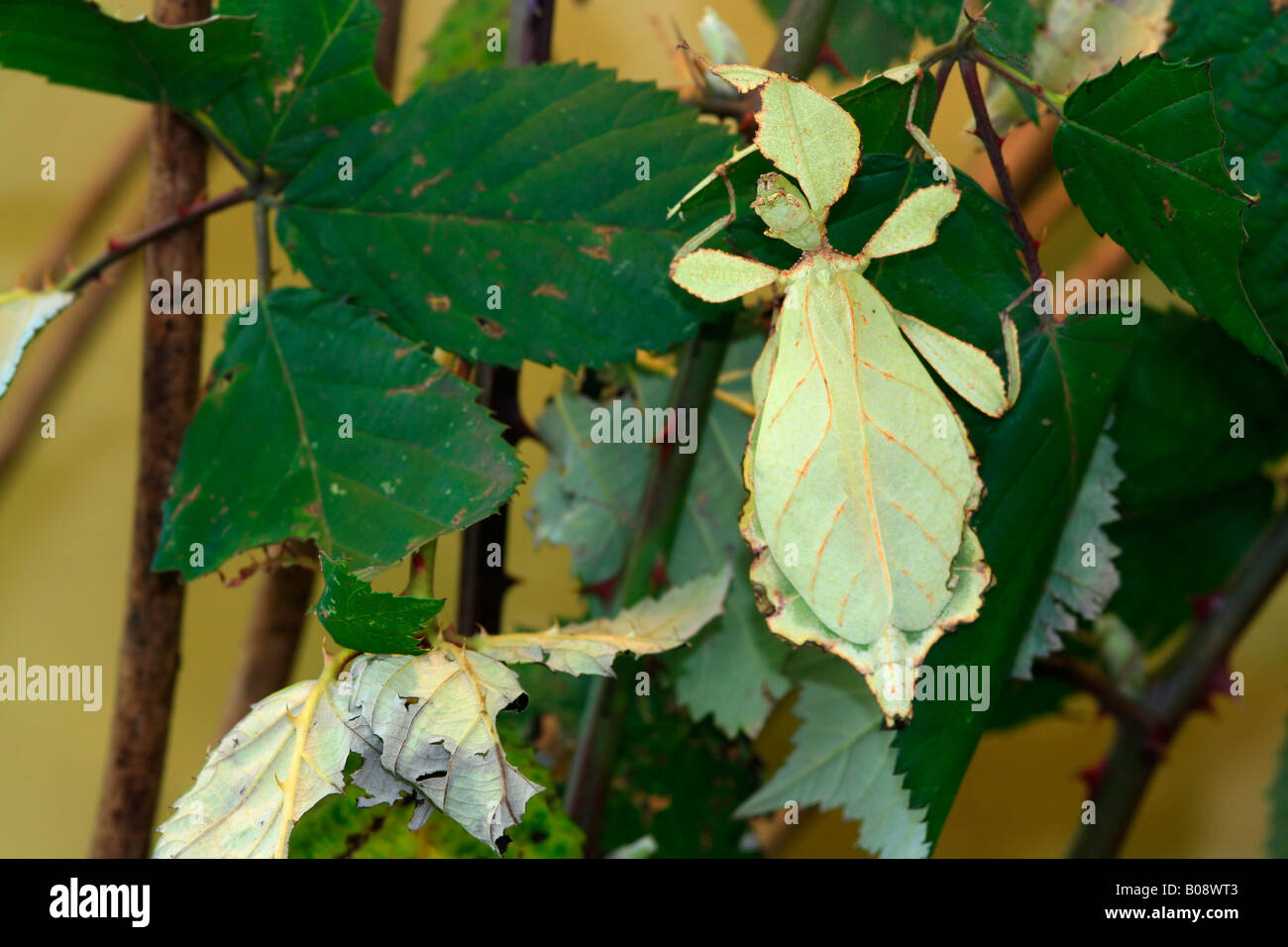 Getarnte insekten -Fotos und -Bildmaterial in hoher Auflösung – Alamy