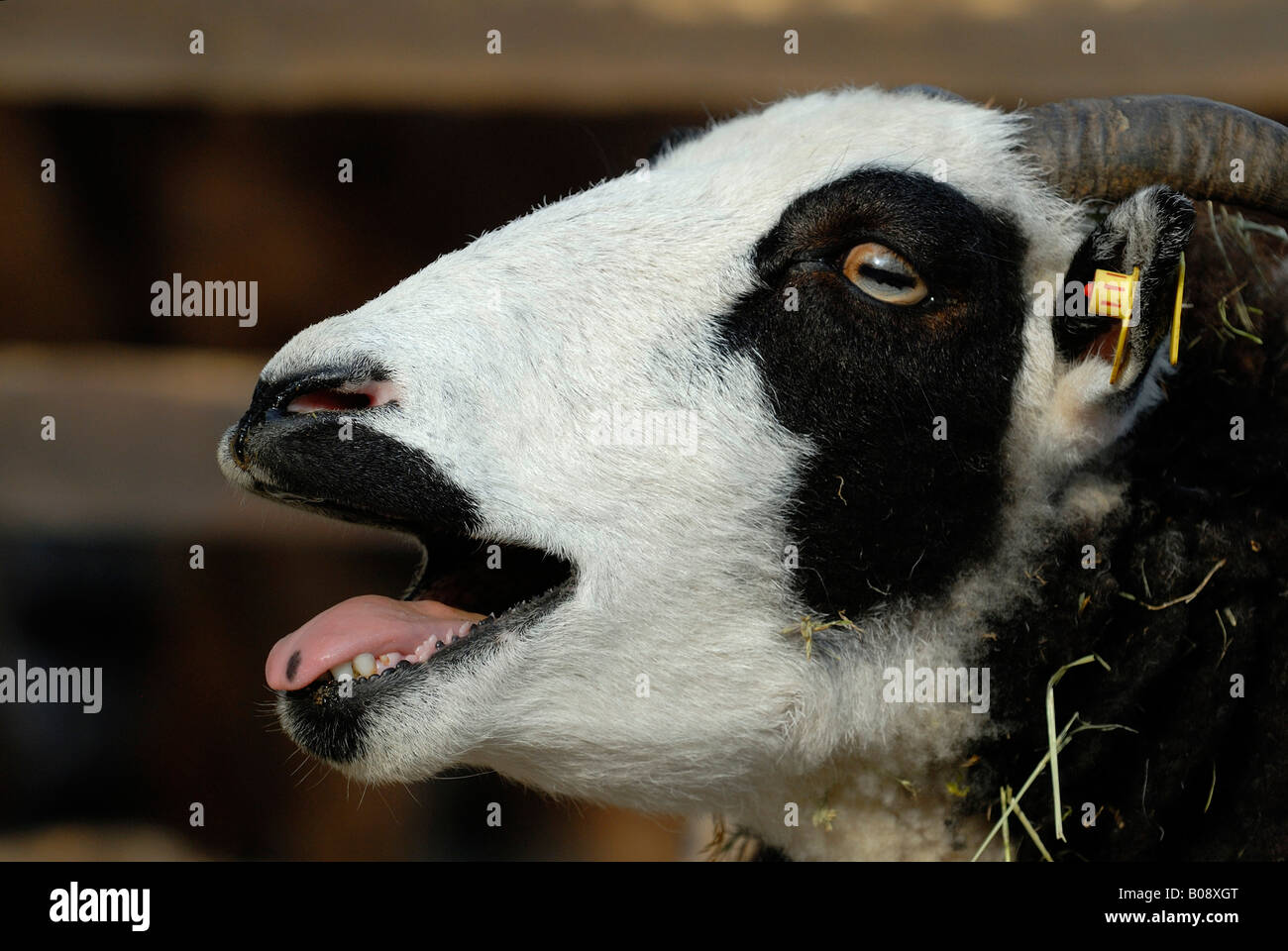 Ziege profil -Fotos und -Bildmaterial in hoher Auflösung – Alamy