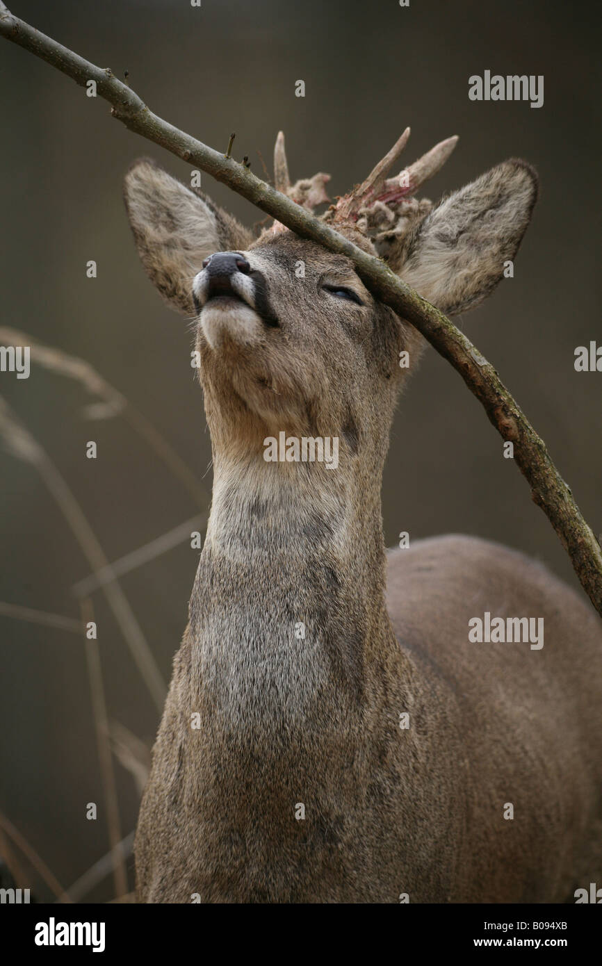 Hirsch bast abwurf -Fotos und -Bildmaterial in hoher Auflösung – Alamy