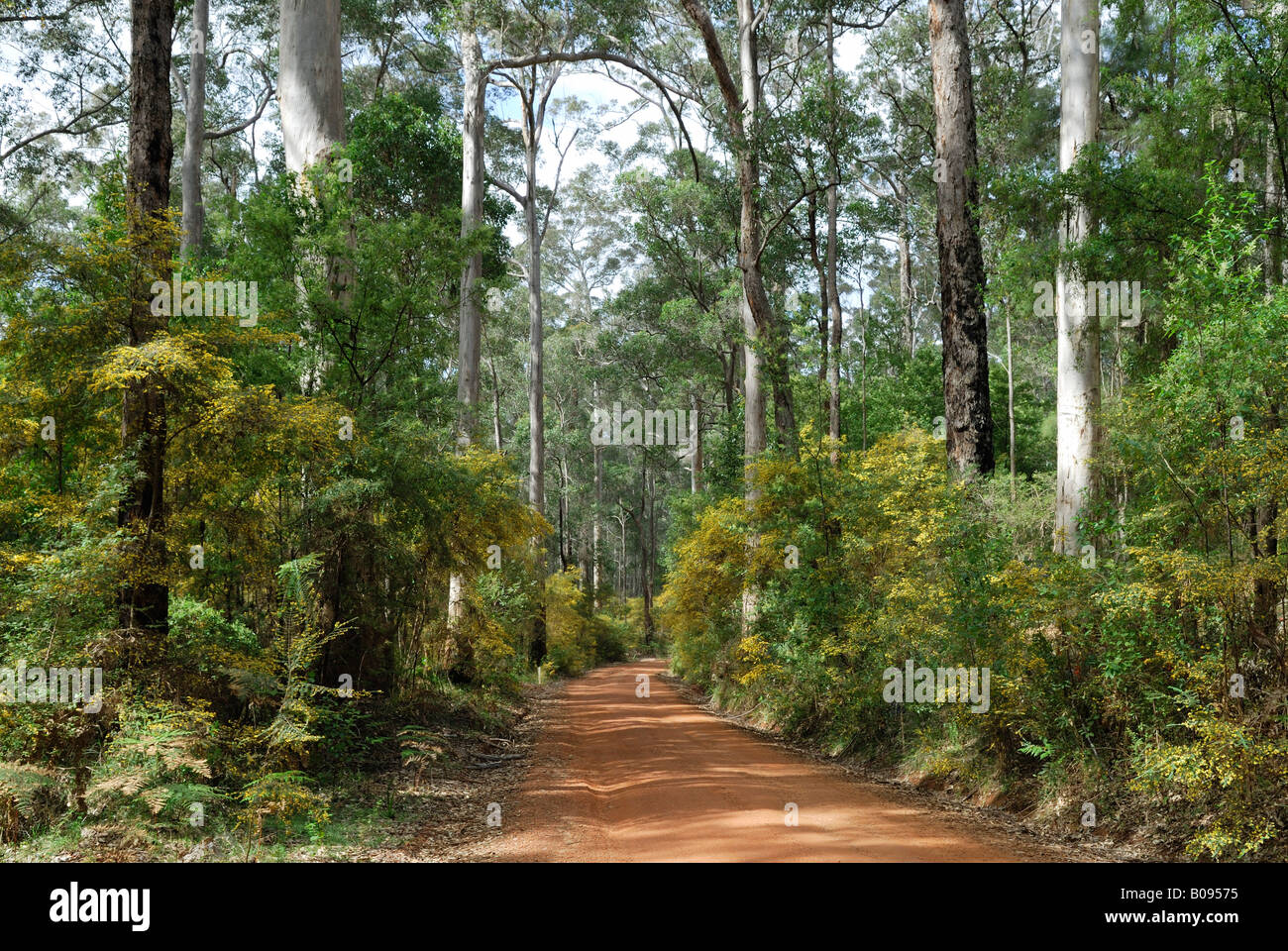 Feldweg durch Karri-Wald, Warren National Park, Western Australia ...