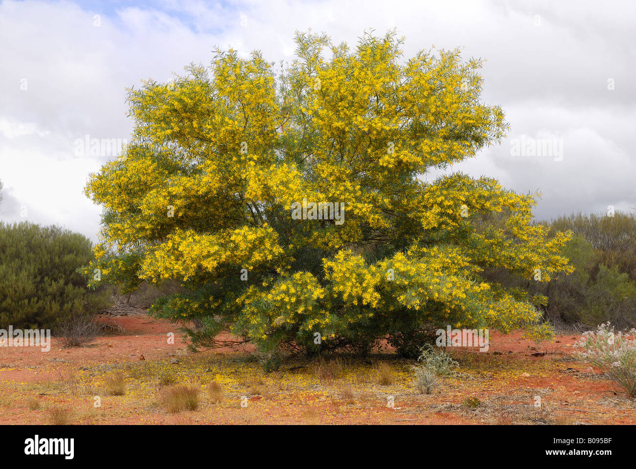 Leuchtend gelb blühenden Akazie Baum (Akazie), Geraldton ...