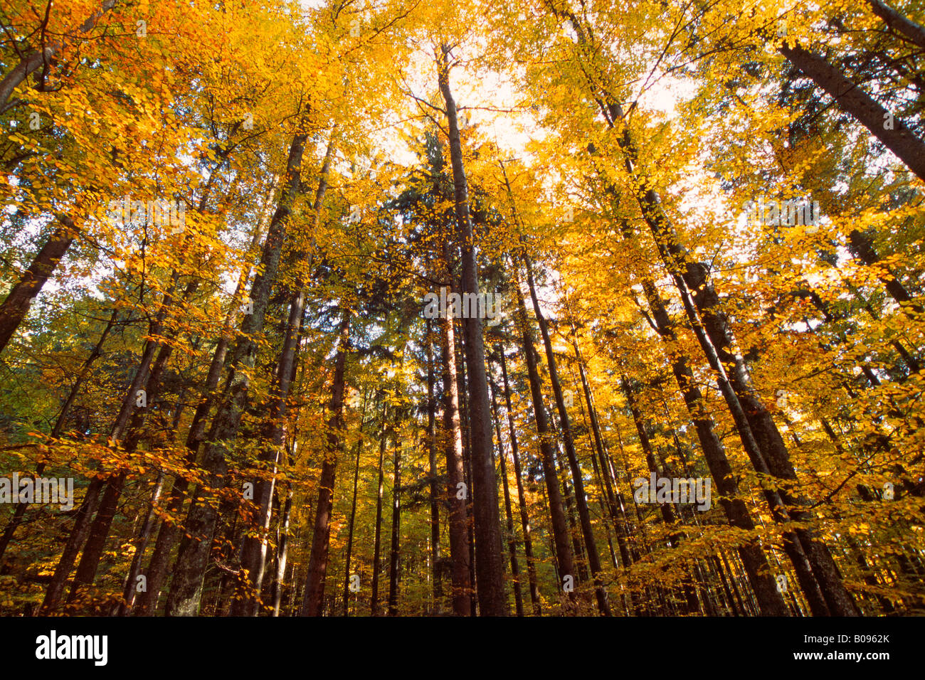österreich buchenbaum herbst -Fotos und -Bildmaterial in hoher ...