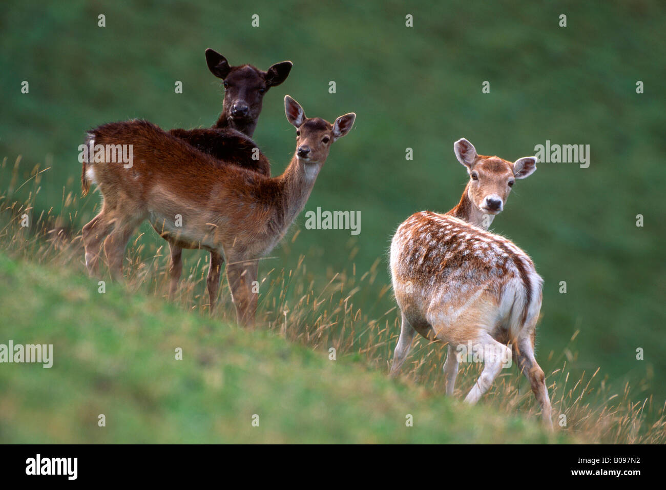 Hirsch damwild tierfoto -Fotos und -Bildmaterial in hoher Auflösung – Alamy