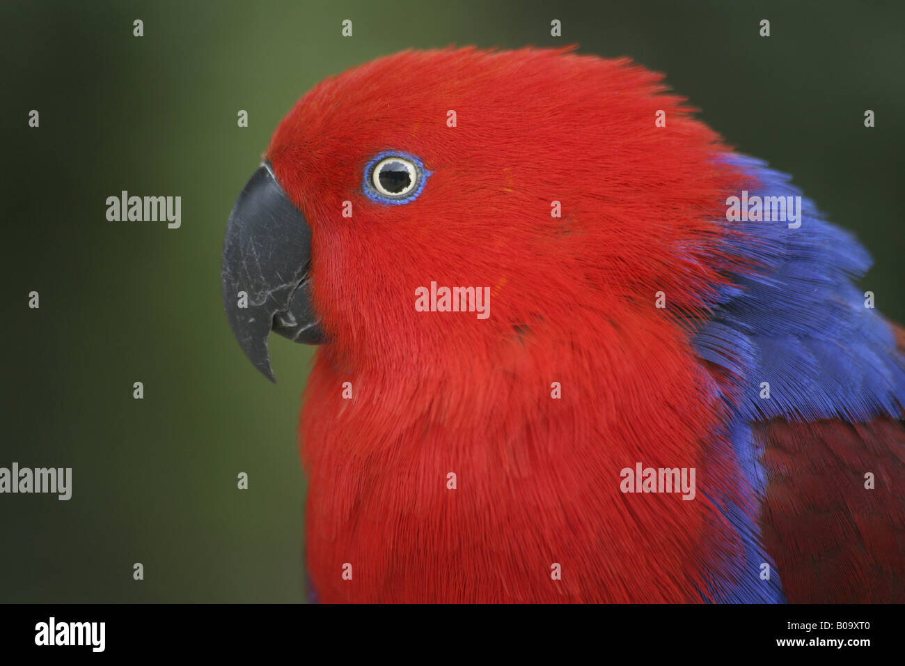 Edelpapagei (Eclectus Roratus), Weiblich Stockfotografie - Alamy