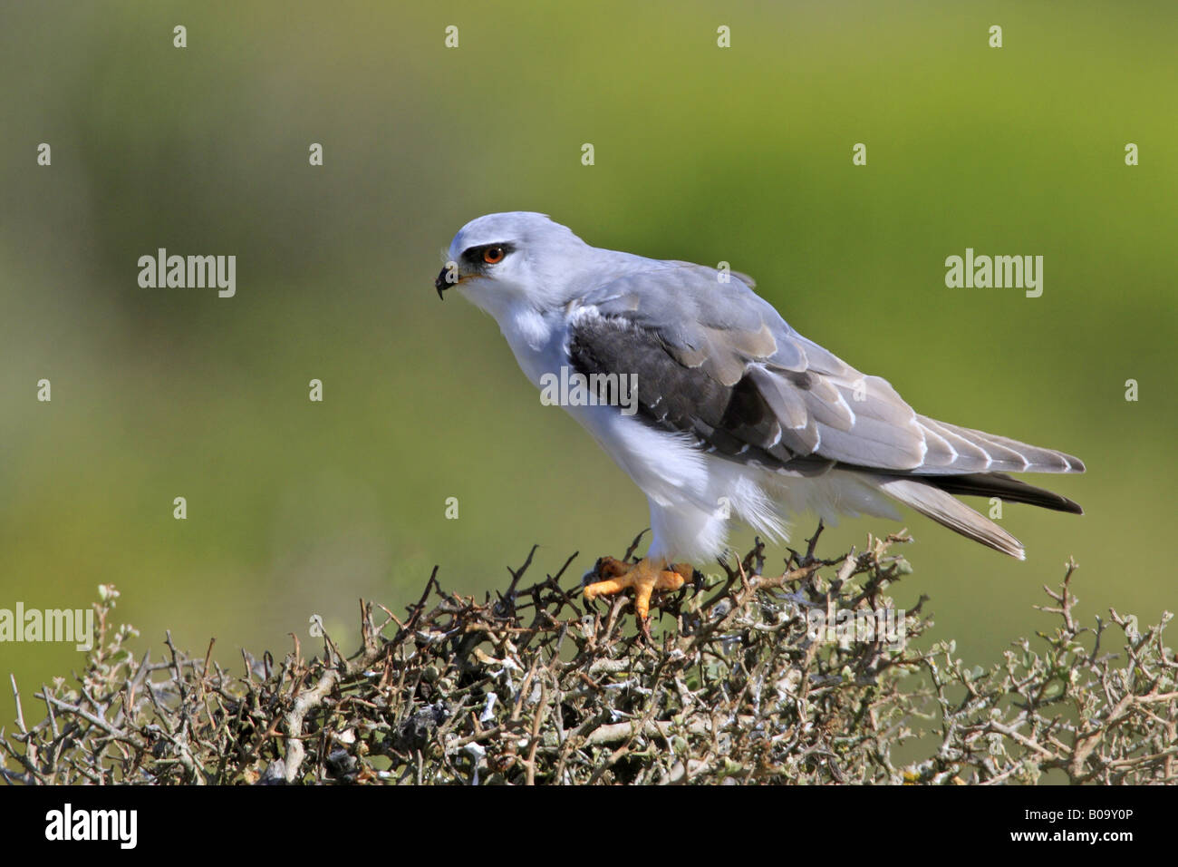 Gleitaar (Elanus Caeruleus), sitzt auf einem Busch, Süd-Afrika, Kap ...