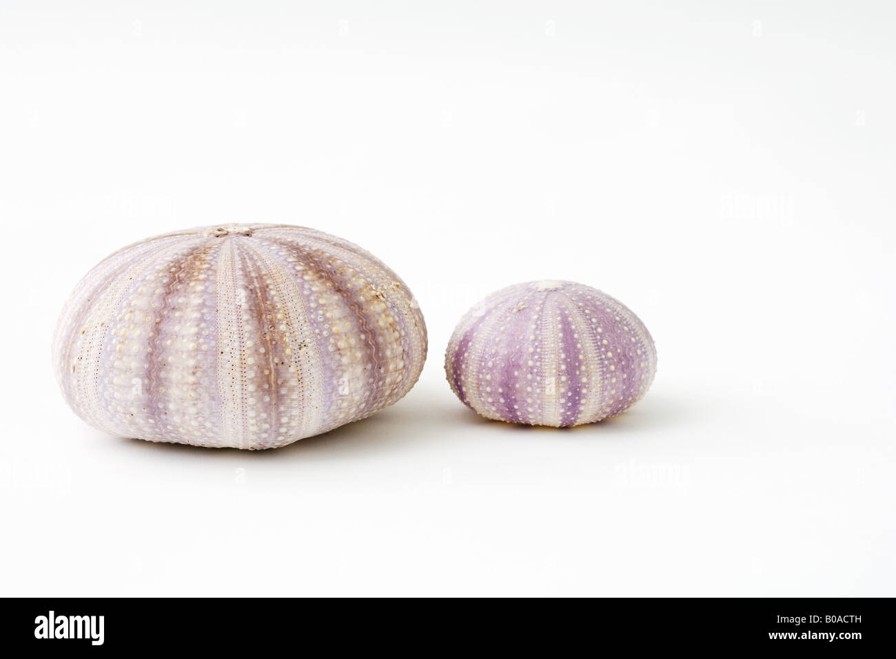 Lebt mit seeigel -Fotos und -Bildmaterial in hoher Auflösung – Alamy